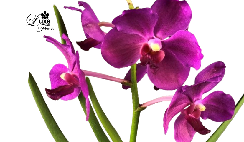 Cards | BSN Malaysia